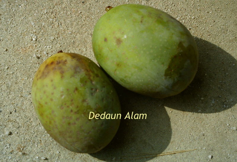 Dedaun Alam: Kuini