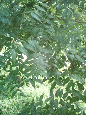 Dedaun Alam: Semambu