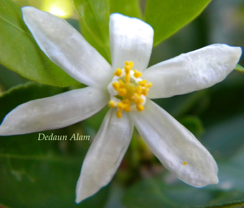 Dedaun Alam: Limau Kasturi