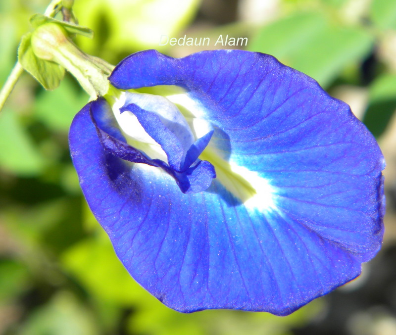 26+ Contoh Bunga Zigomorf Terpopuler - Informasi Seputar Tanaman Hias