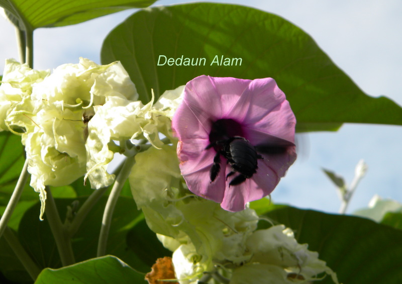 Dedaun Alam: Bunga, Madu & Serangga