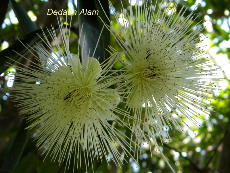Dedaun Alam: Bunga, Madu & Serangga