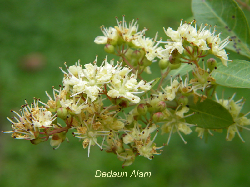 Dedaun Alam: Bunga Part IX