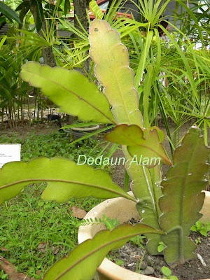 Dedaun Alam: Bakawali