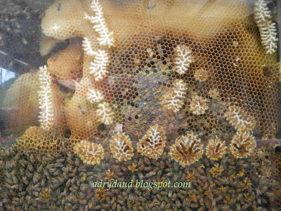 Dedaun Alam: Lebah Dan Kebaikan Madu Lebah Asli