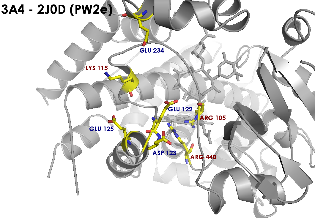 Cytochromes P450