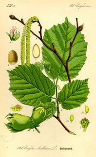 HerboristeriaPy: Avellano Europeo - Corylus Avellana Ablano - Nochizo