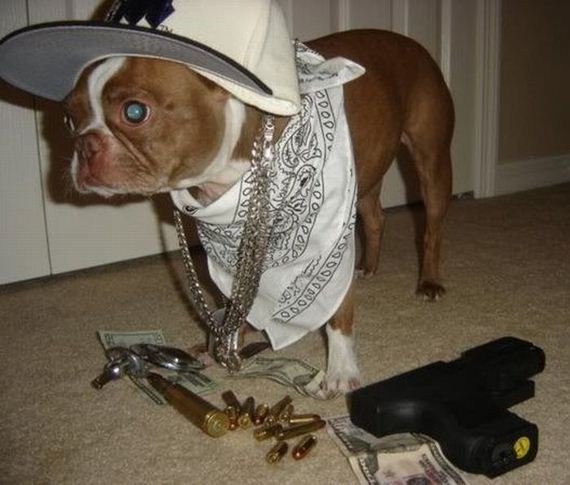 Rapper Dog