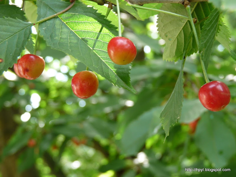 HPY: Le merisier