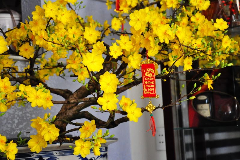 Flowers mai yellow in Viet Nam | Top Nice Photo