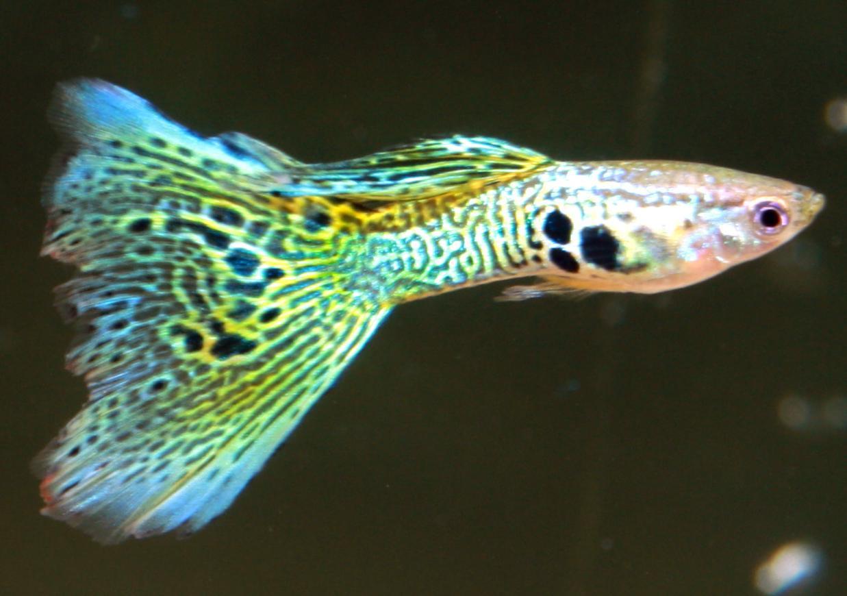 Blue Glass Lace | Freshwater aquarium fish, Underwater creatures, Guppy