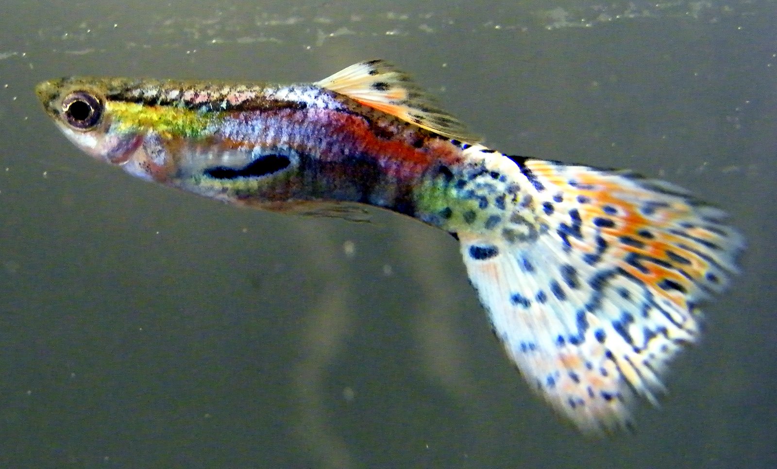 Manning's Gendlers: A New Guide To Breeding Gendlers, Or Any Other Fry ...