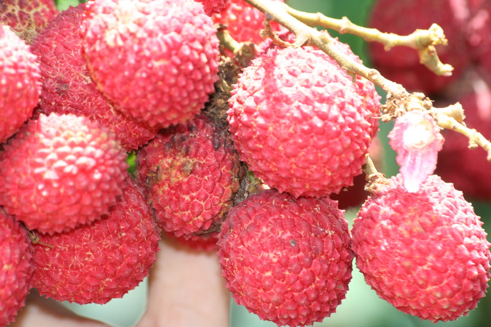 Living with Nature - School on Blog by Dr. Abercio V. Rotor: Fruiting ...