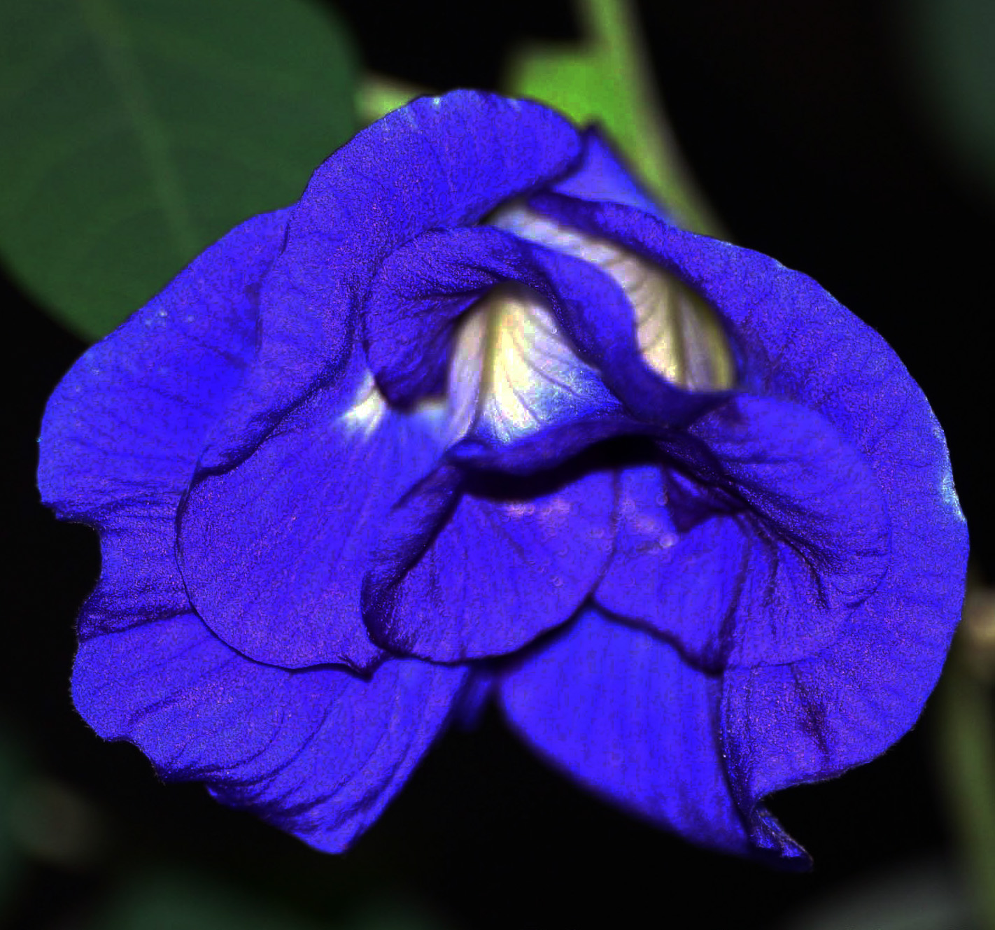 Living with Nature - School on Blog by Dr. Abercio V. Rotor: Clitorea ...