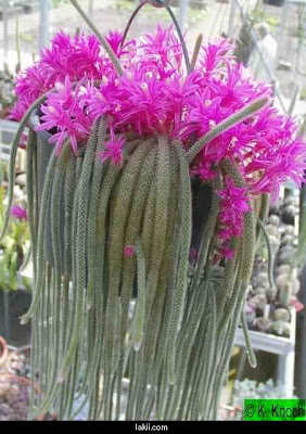 Todo Jardines: Aporocactus -Cactus de cola de rata