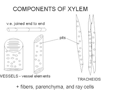 Draw A Labelled Diagram Of Xylem Tissues 1n3ed4yy Biology