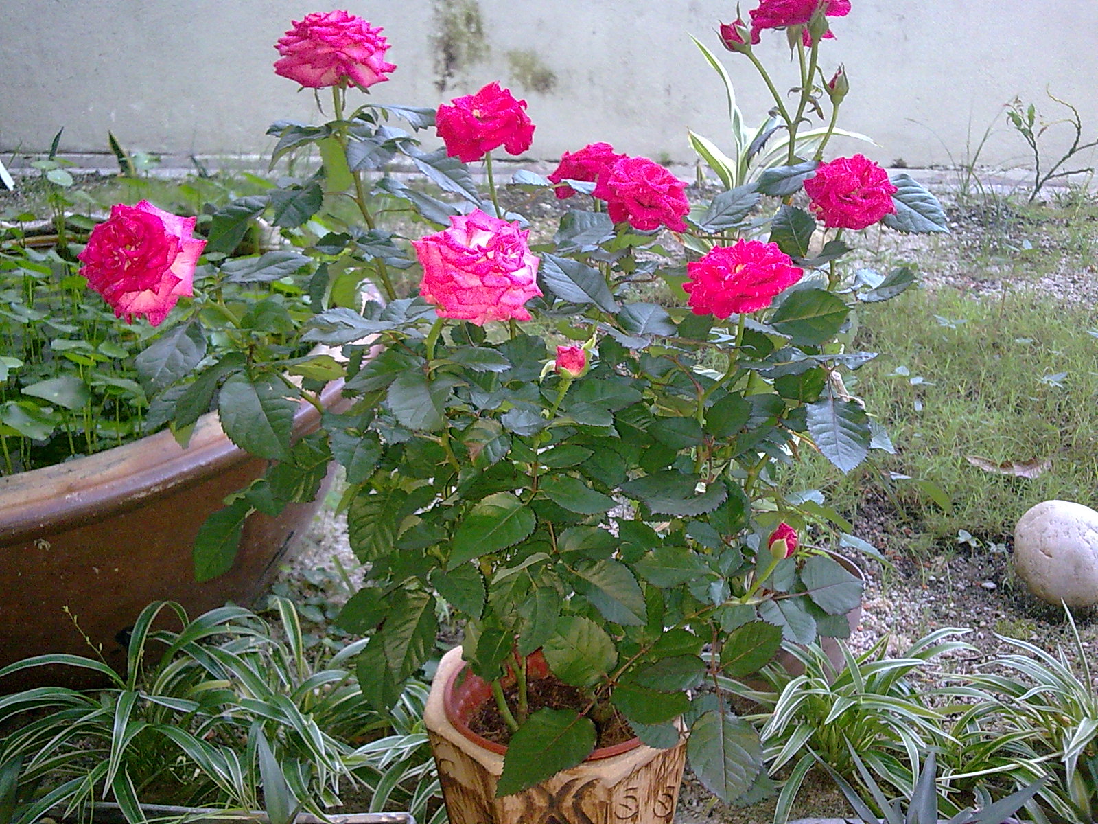 Idola Insan: BUNGA ROS (Rosa Chinansis Jacan)