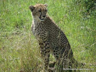 Photographs images wallpapers.: chitta the fastest animal on earth