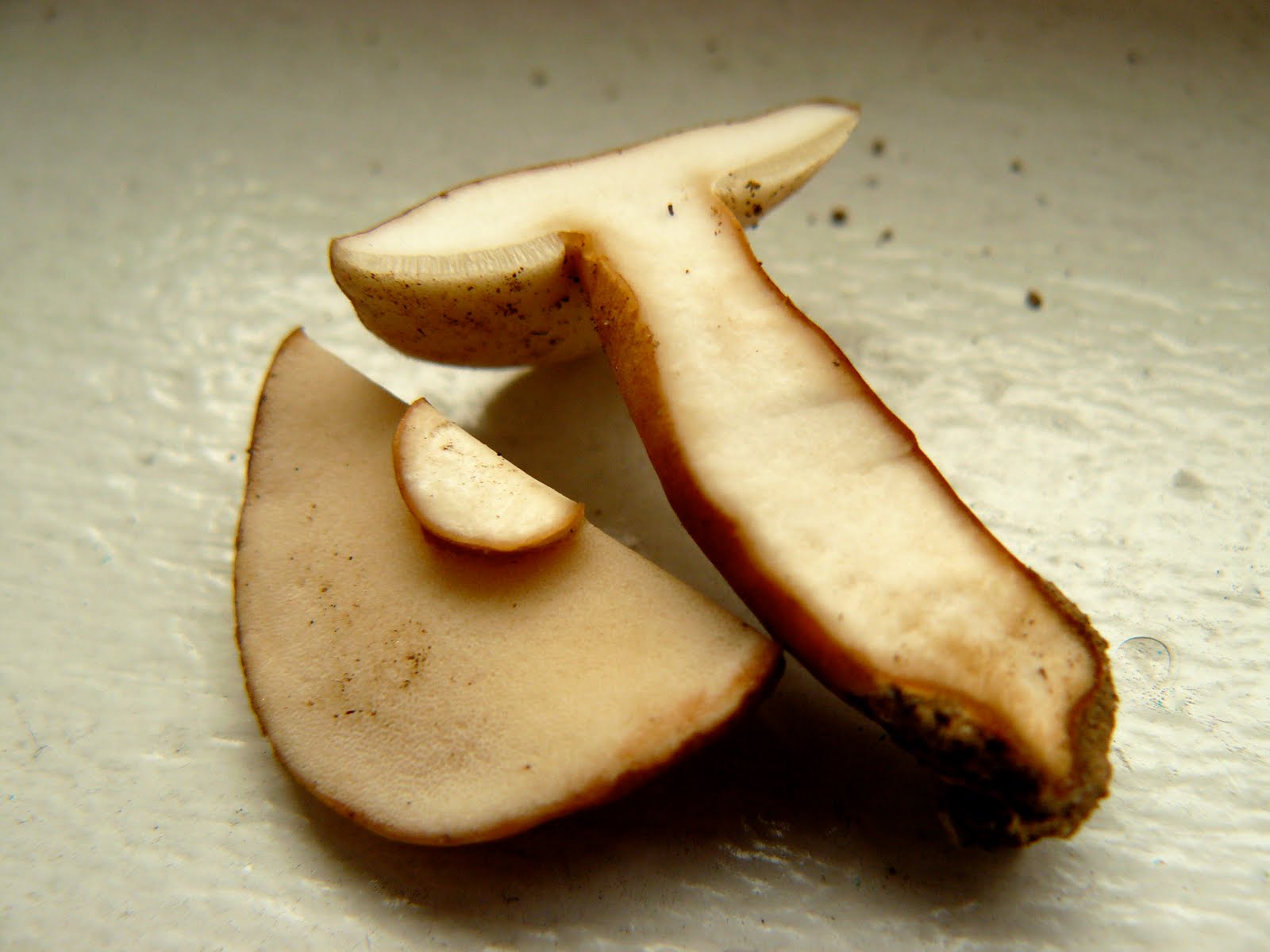 Mushroomer: Boletus sp.