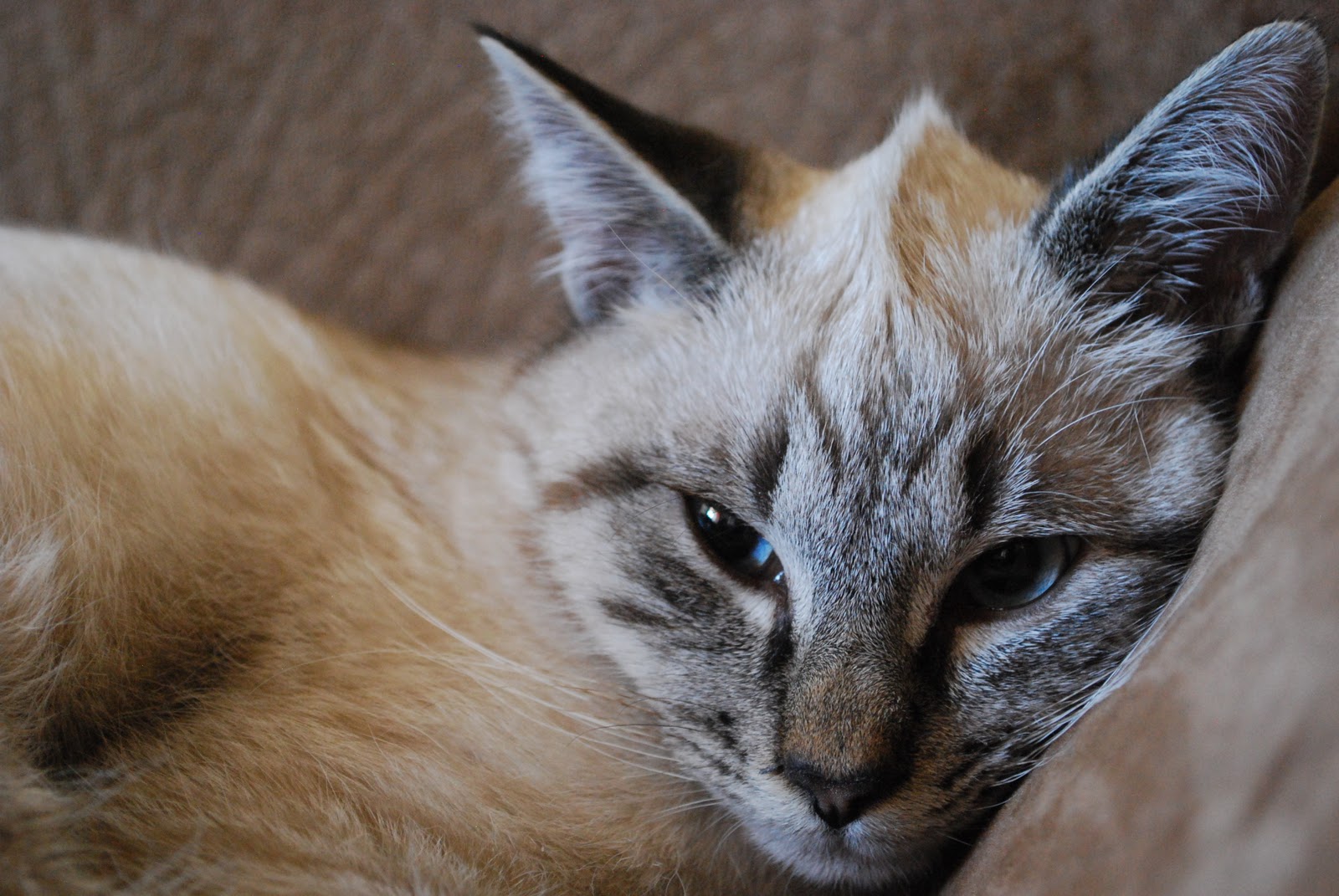 traveling music: Hello Kitteh