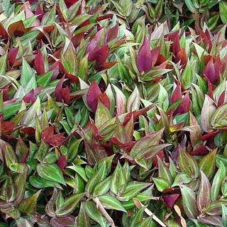 Lambari Roxo - AprendaCultivar