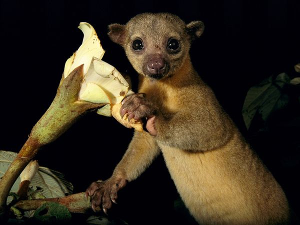 Creature Talk!!: Kinkajou