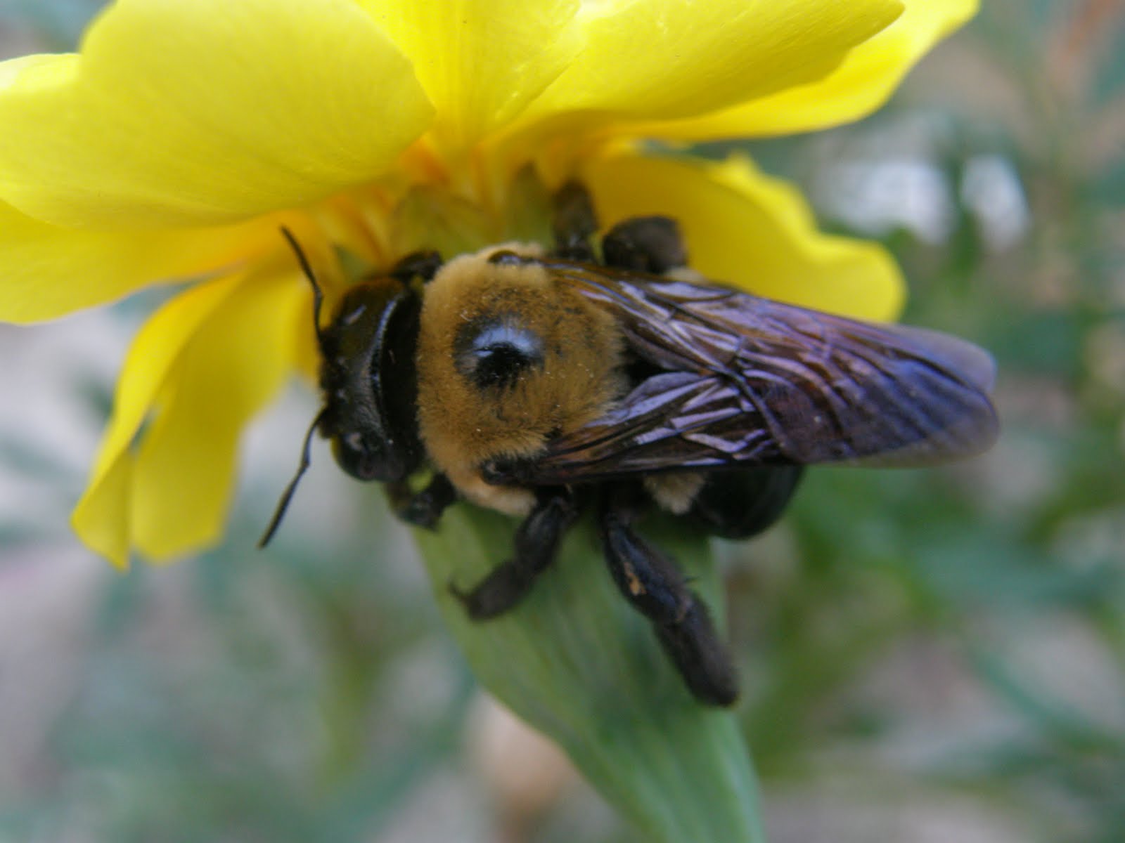 The Blessings Pour Out: Nature Study Tuesday---Bee-utiful Bees