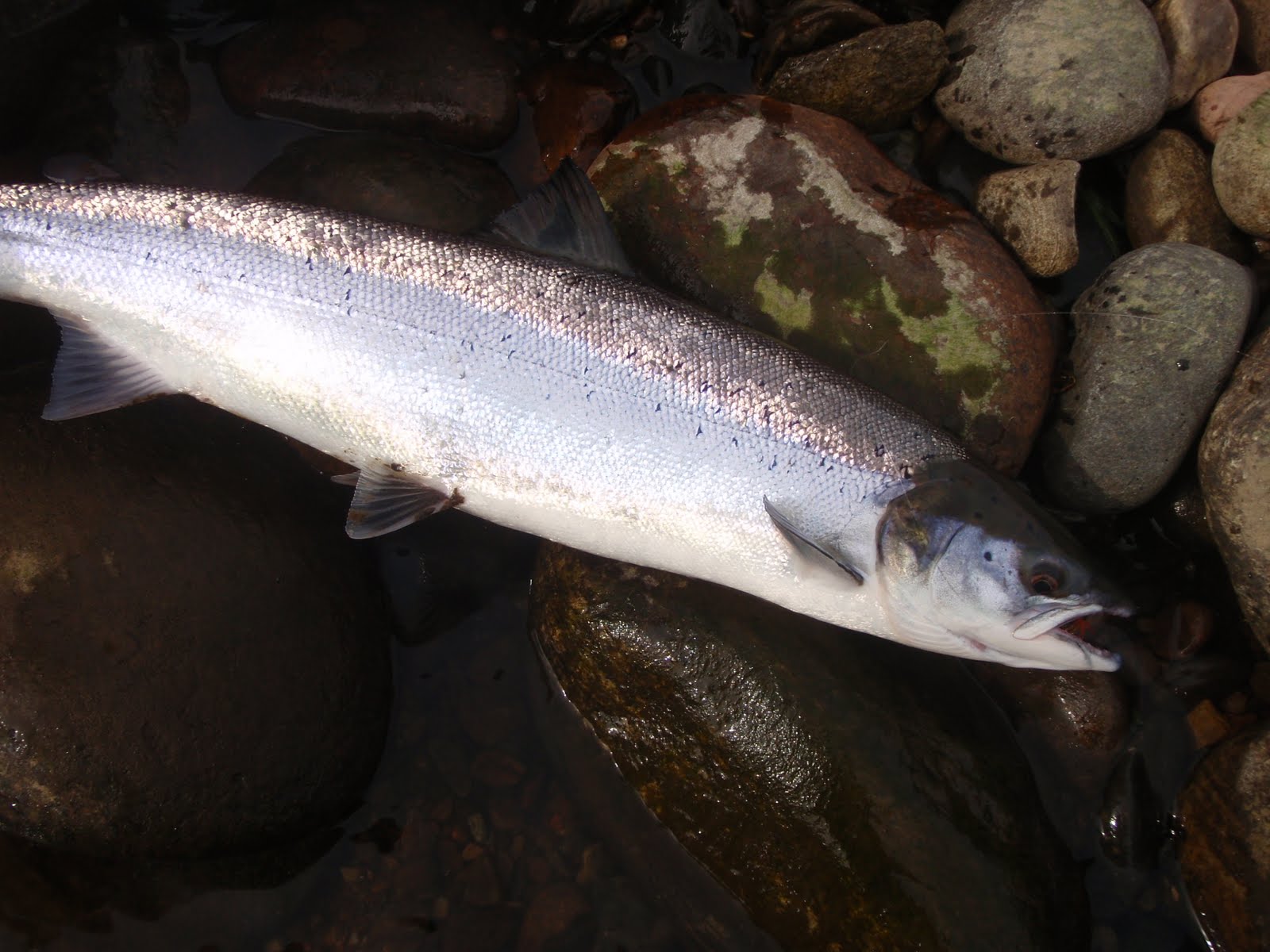 Newtyle Salmon Fishings: July 2010