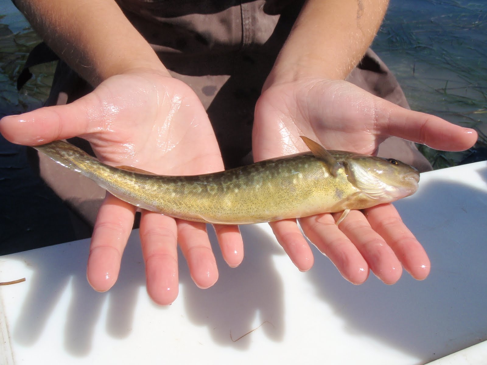 Mon Aventure Septilienne...: Retour sur le terrain : direction les ...