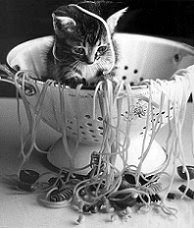 Things That ...: Copy Cats