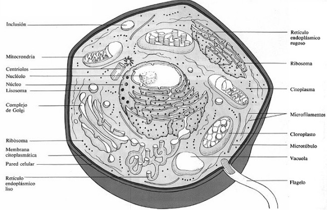 la celula: La celula