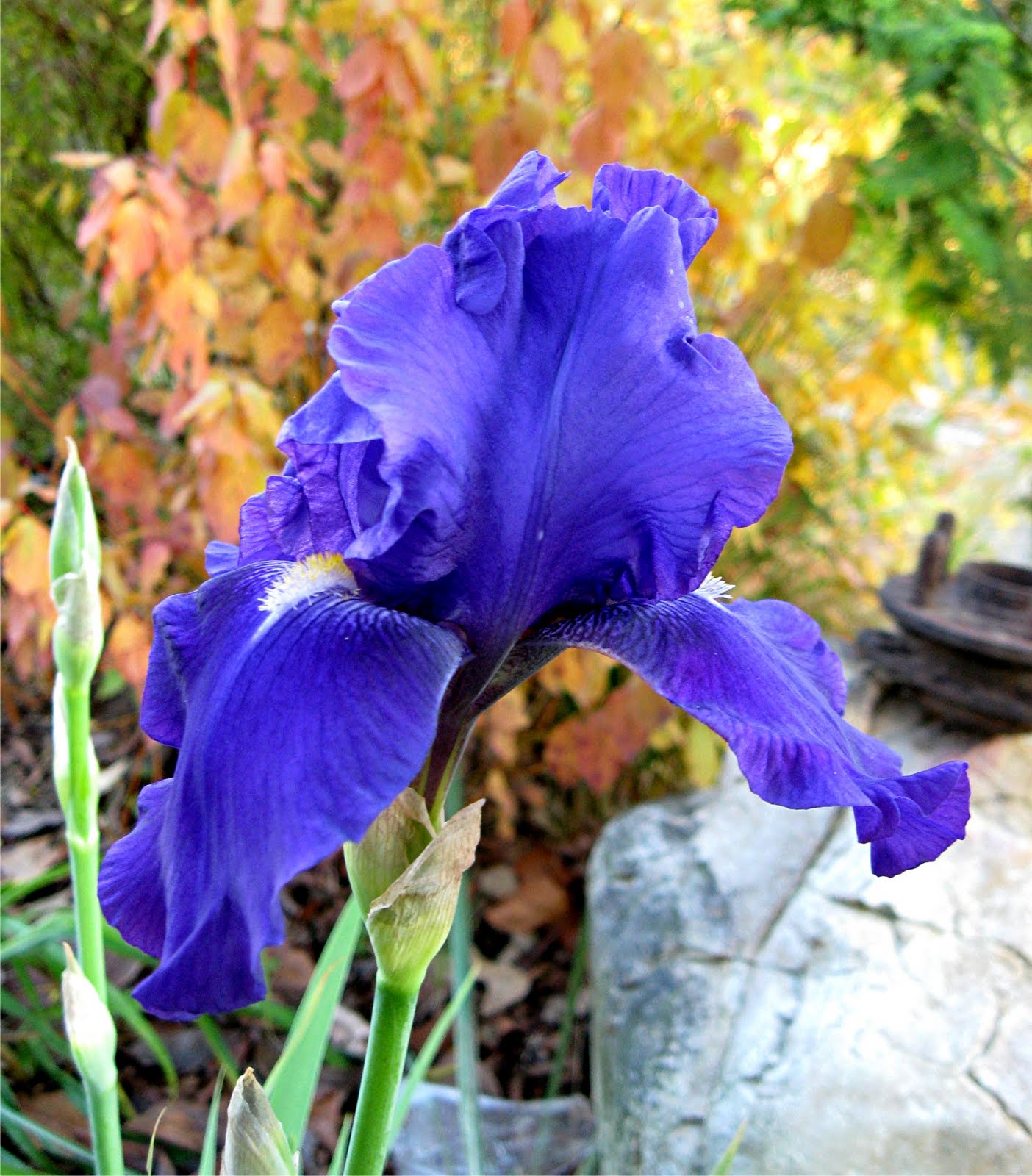 1003 Gardens: Reblooming Iris are having their best year in....well in ...