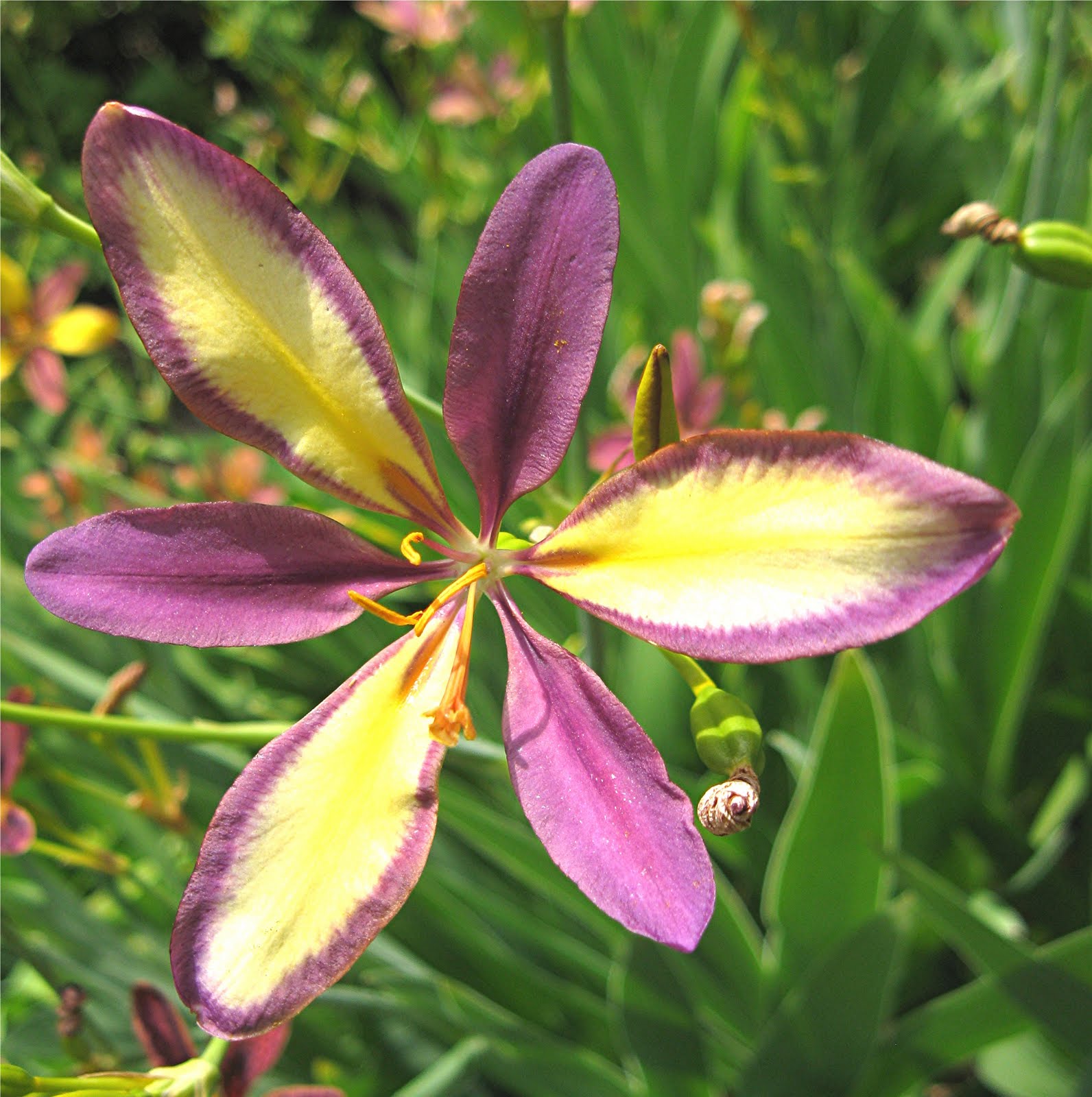 1003 Gardens: Candy Lily, Pardancanda norissii: whatever you call them ...