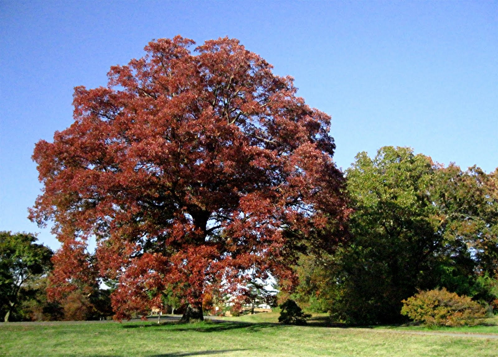 1003 Gardens Good Fall Color On This Giant White Oak Quercus Alba 1003-gardens-good-fall-color-on-this-giant-white-oak-quercus-alba