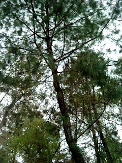 Jardin Botanico UNAM: Oyamel