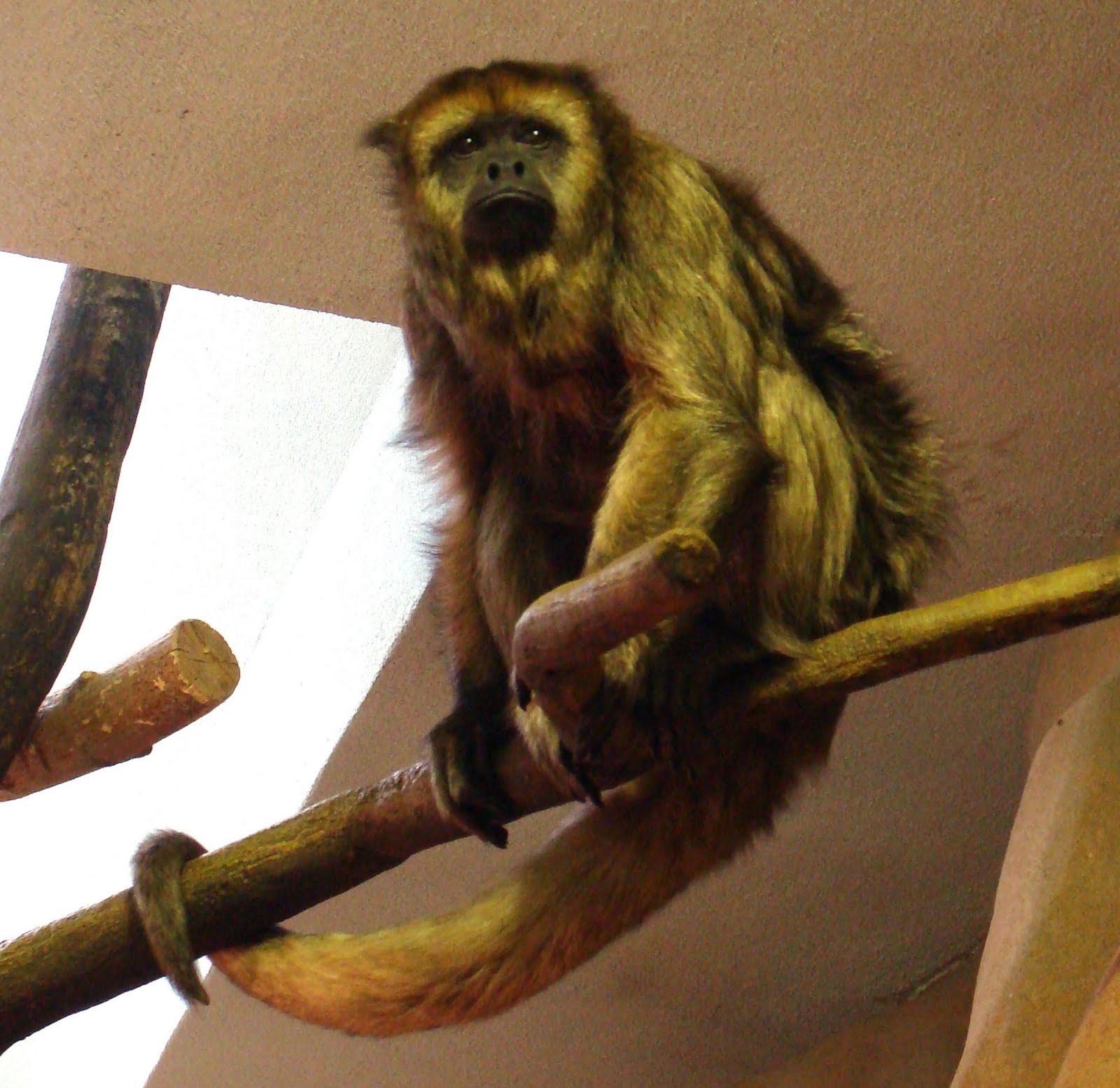 Sad Baby Monkey Sad Baby Monkey Holding The Fence Stock Photo Image