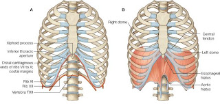 ANATOMÍA Y BIOLOGÍA: Tórax 1