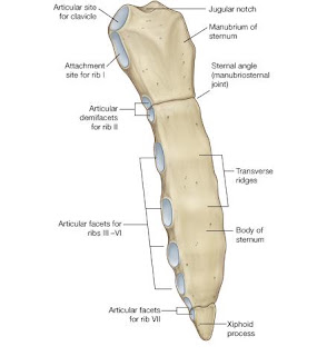 ANATOMÍA Y BIOLOGÍA: Tórax 1