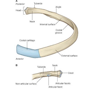 ANATOMÍA Y BIOLOGÍA: Tórax 1