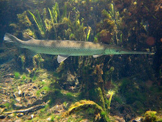 Virginia Medical Fly Fishing: Longnose Gar on the Fly: Rivanna River