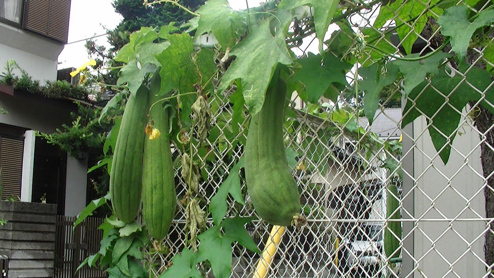 yokohamamama: Friday Field Notes--Hechima vs. Gouya