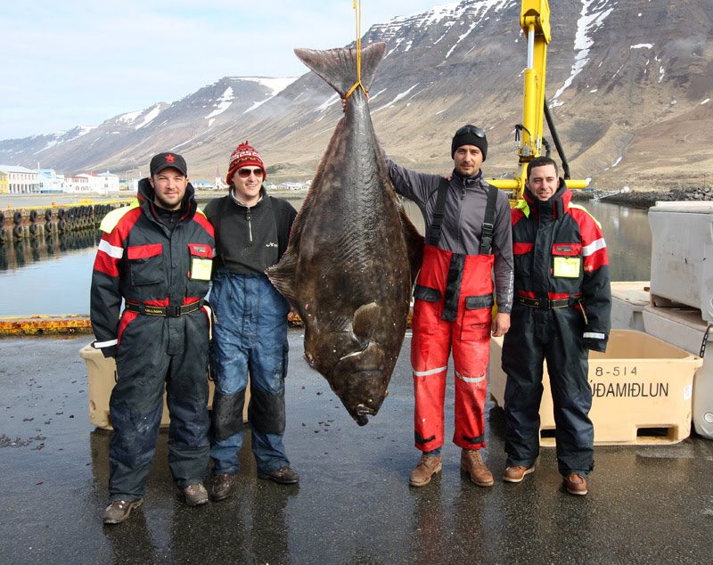 Arctic Angling: 108 kg halibut 9. May 2010