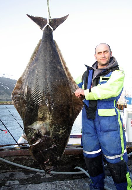 Arctic Angling: 80 kg and 182 cm halibut from Karsten Bobenz