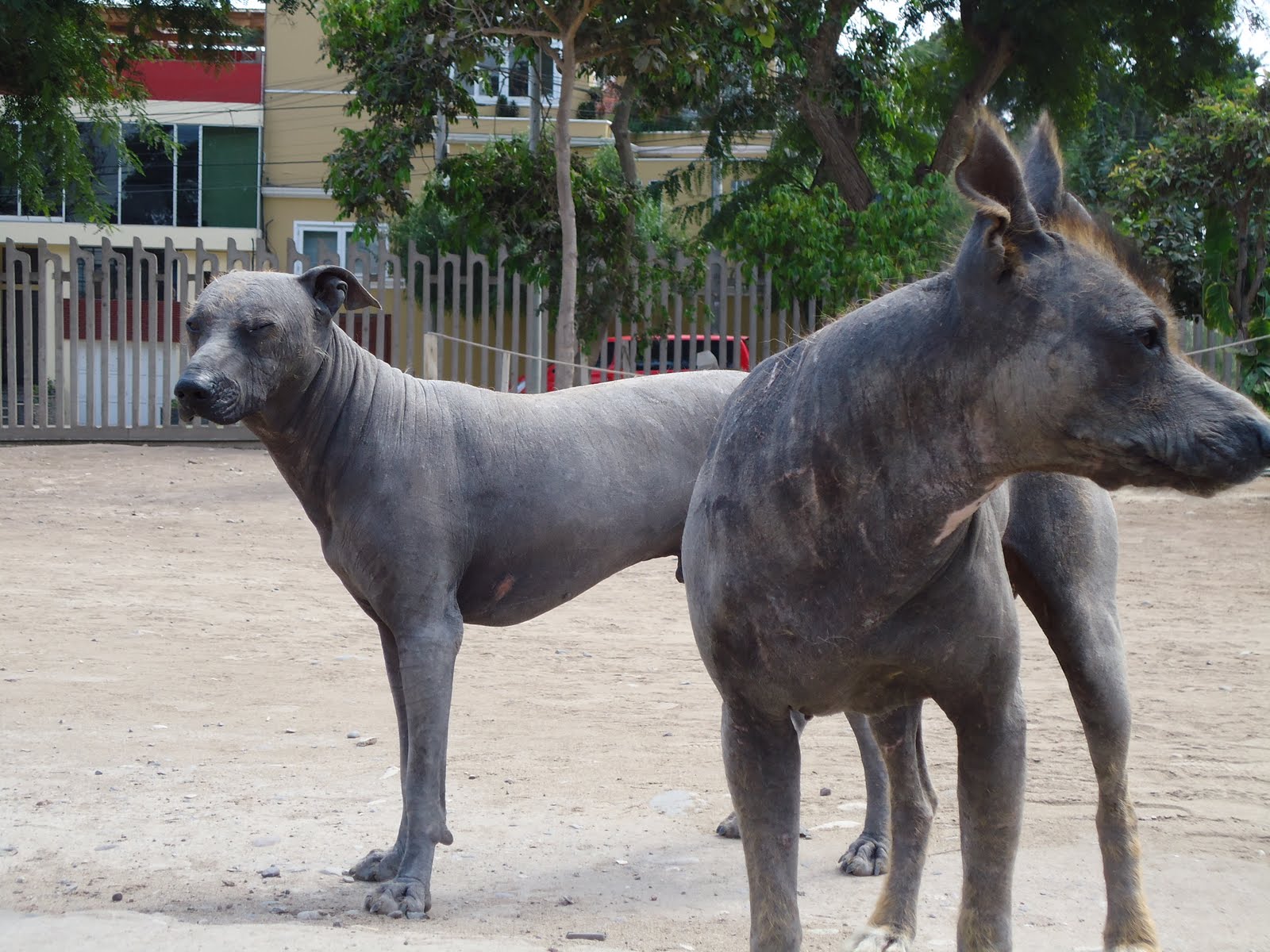 Arequipan Adventures: May 2010