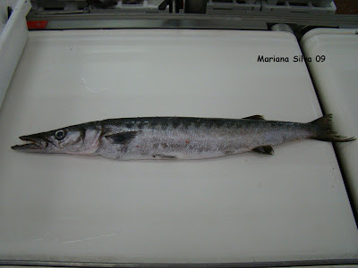 IctioBlog 2009: Bicuda