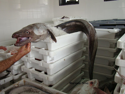 IctioBlog 2009: Congro