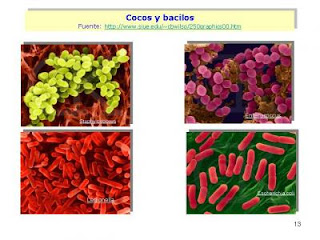 BIOLOGIA-EMS: Semanario 3 (20-24 de octubre)
