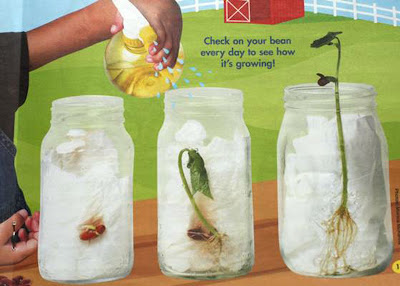weelife: Bean Sprout Project