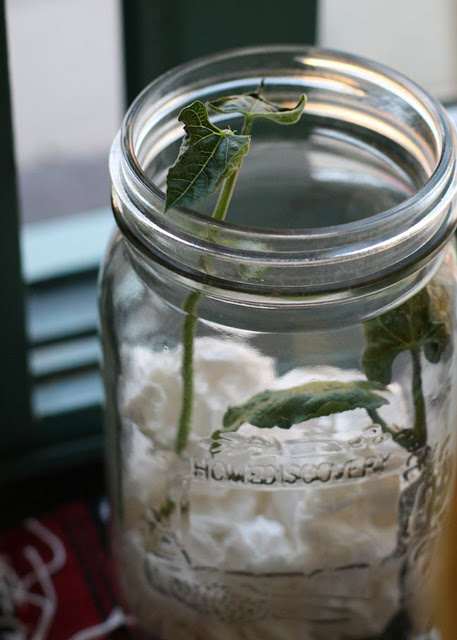 weelife: Bean Sprout Project