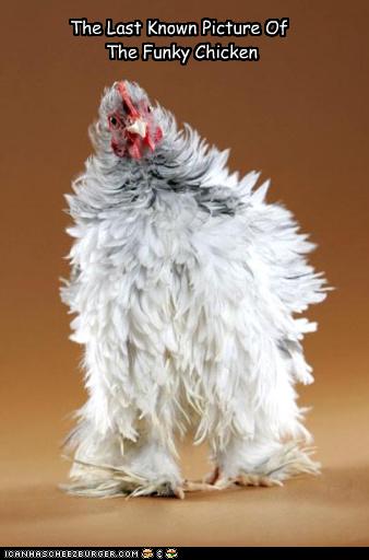 Anny's Points of View: Don't be a Funky Chicken!
